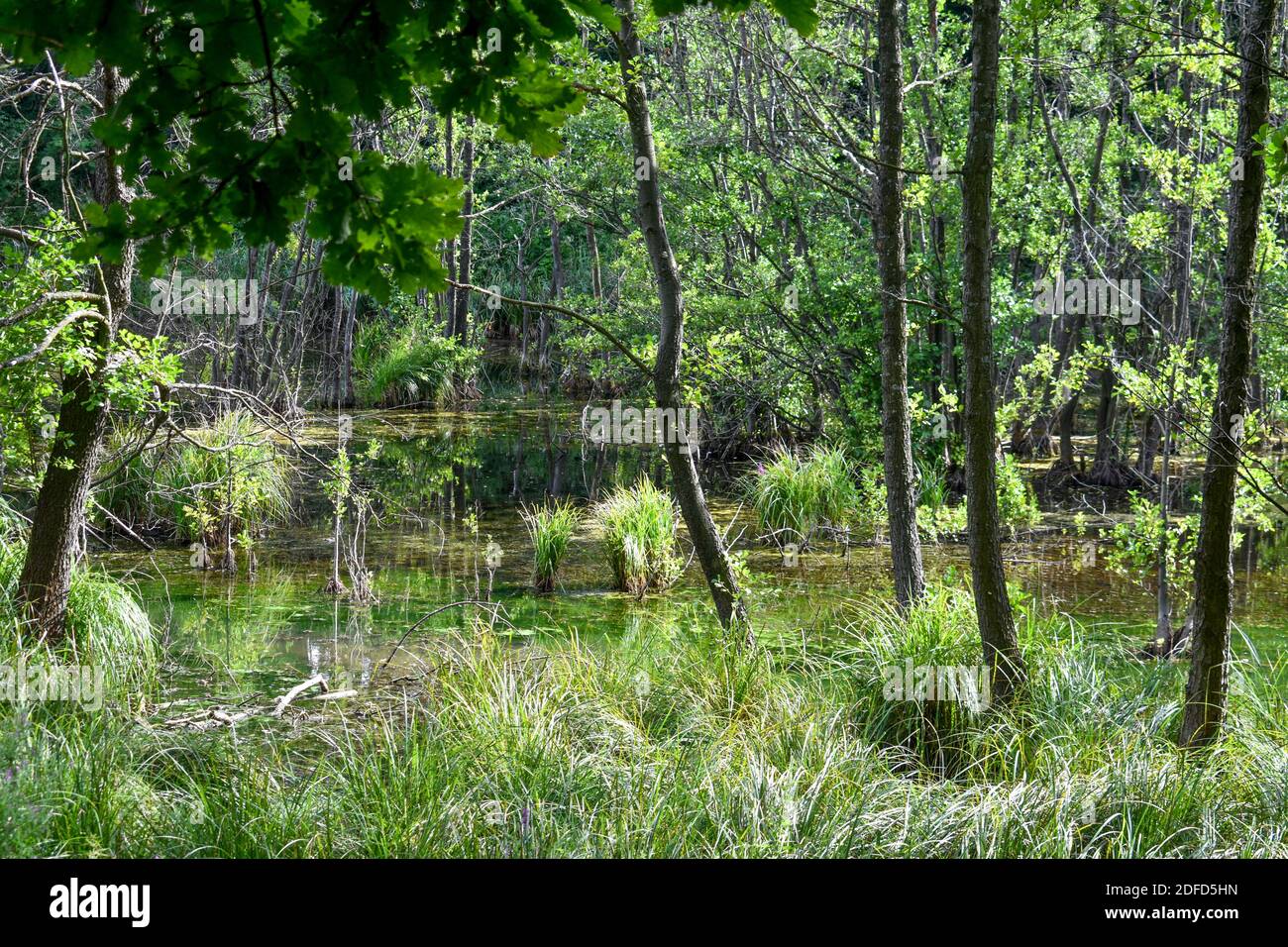 Sunny swamp in summer Stock Photo - Alamy