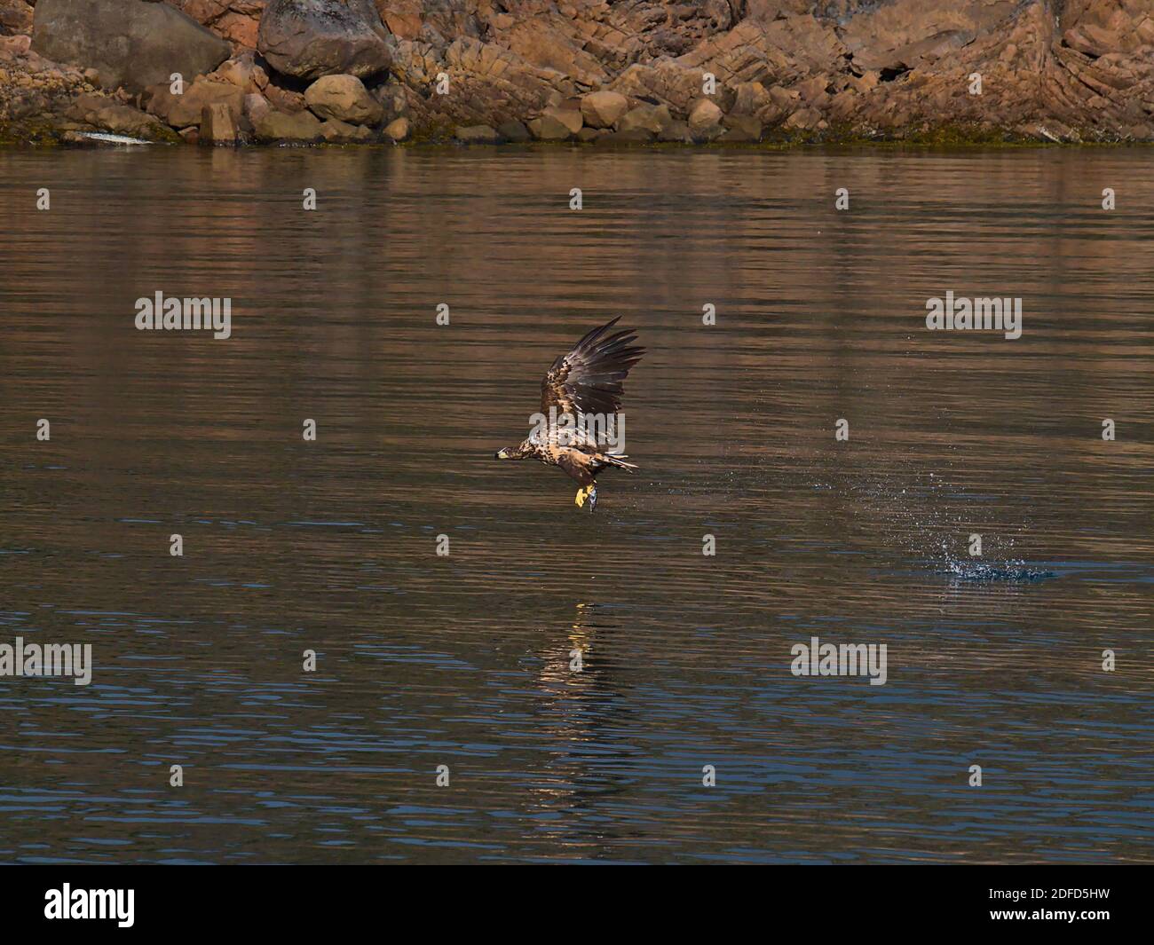 Large majestic raptor white tailed hi-res stock photography and images ...