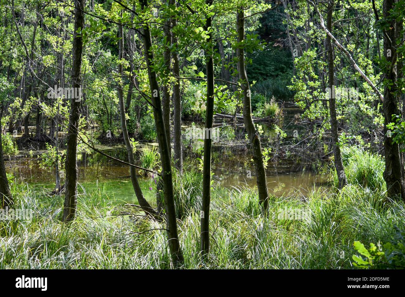 Swamp in summer hi-res stock photography and images - Alamy