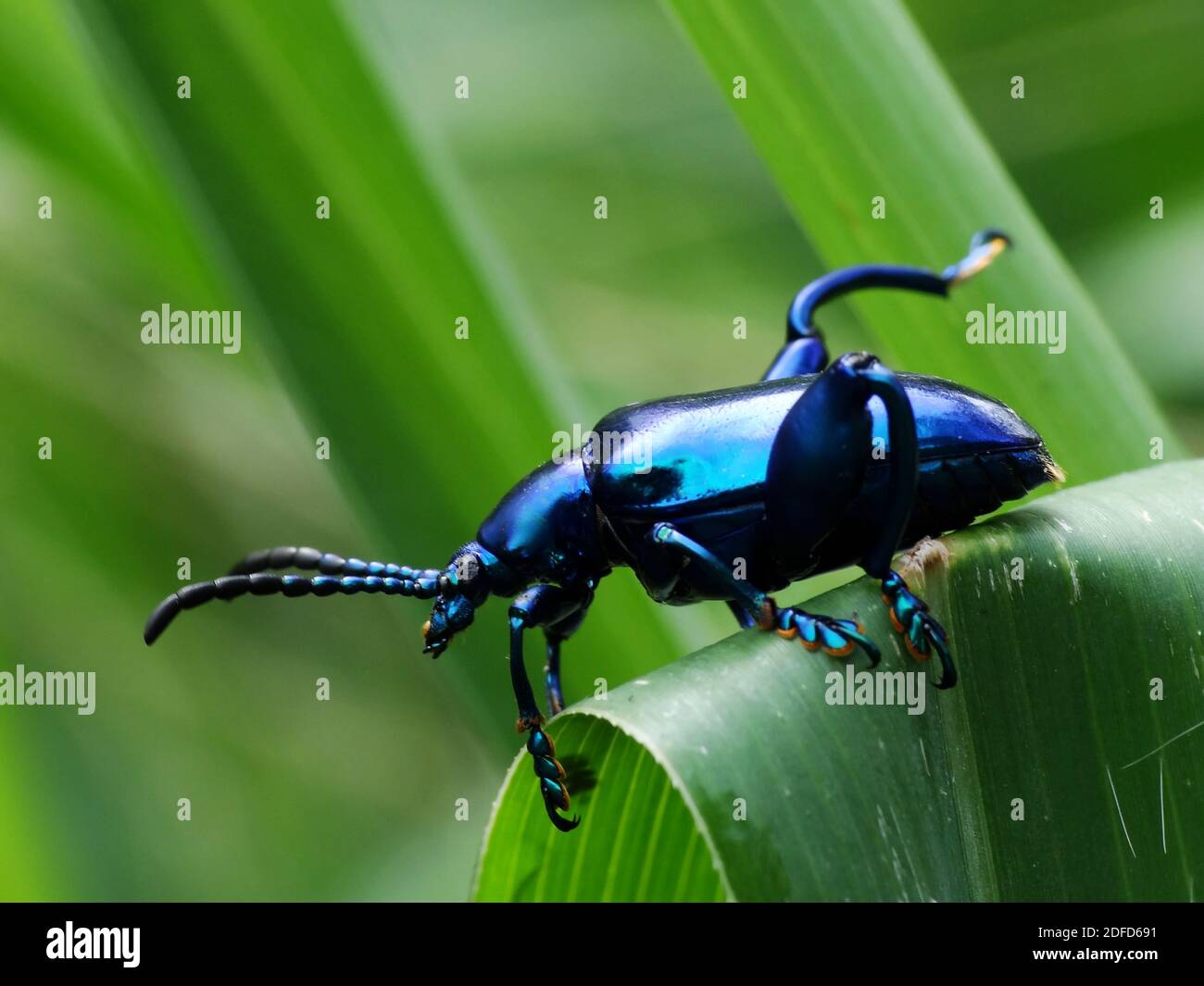 Insect activity in daily life Stock Photo - Alamy
