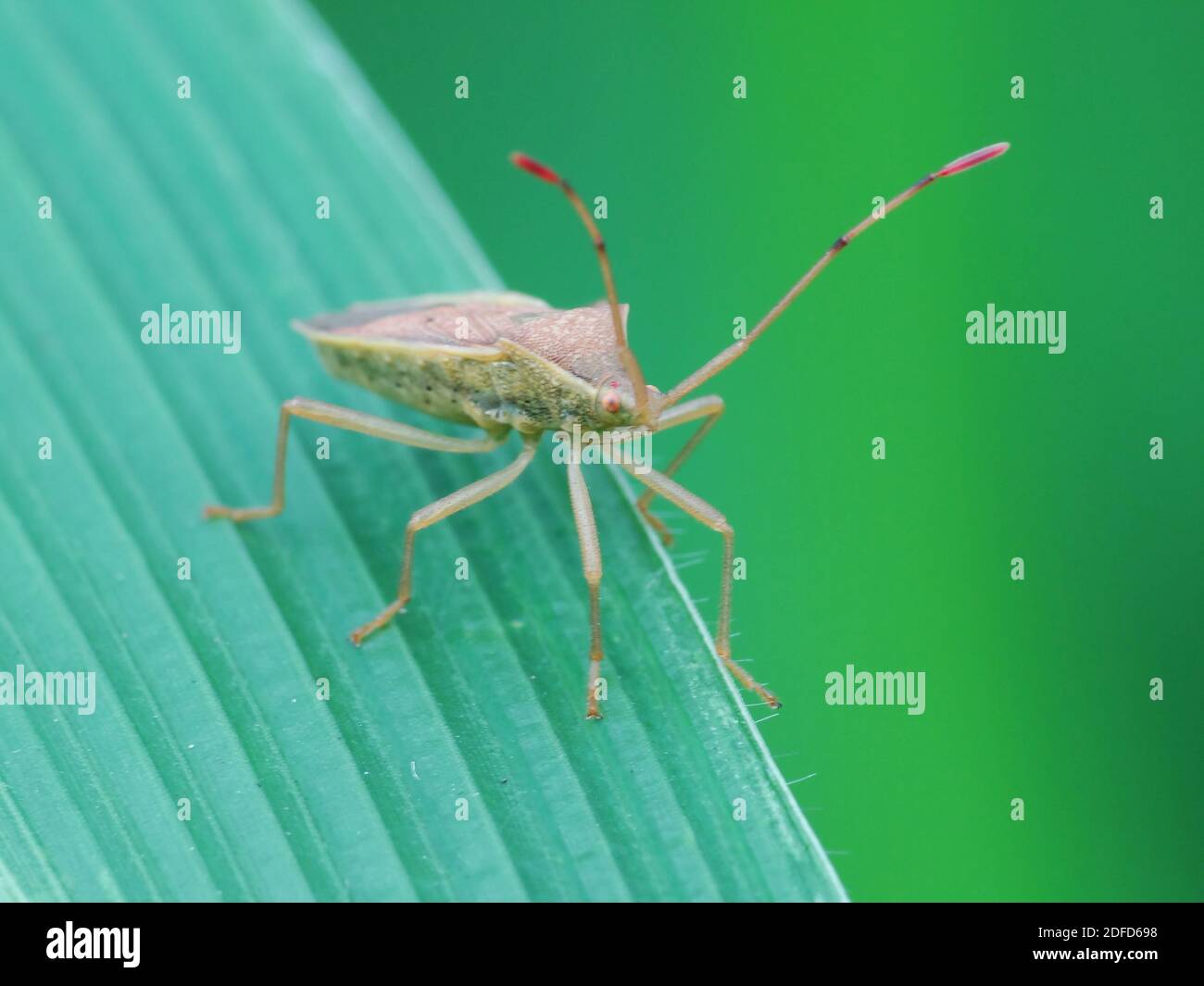 Insect activity in daily life Stock Photo - Alamy