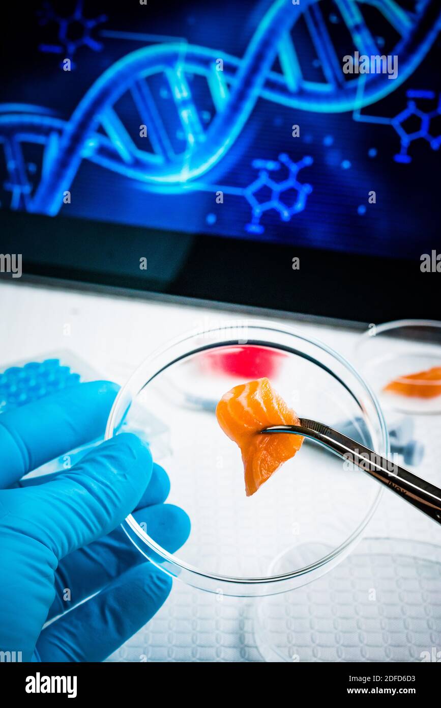 Genetically engineered fish hi-res stock photography and images - Alamy