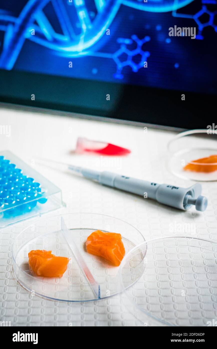 Genetically modified salmon hi-res stock photography and images - Alamy