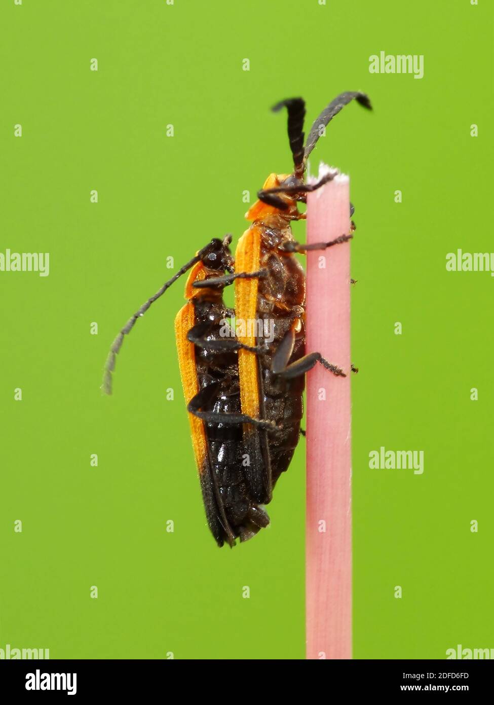 Insect activity in daily life Stock Photo - Alamy