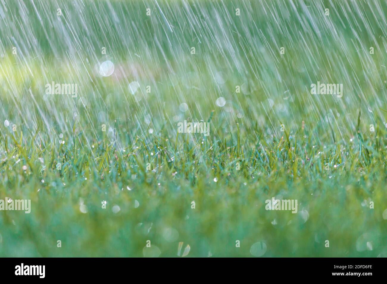 Rain Falling On Grass