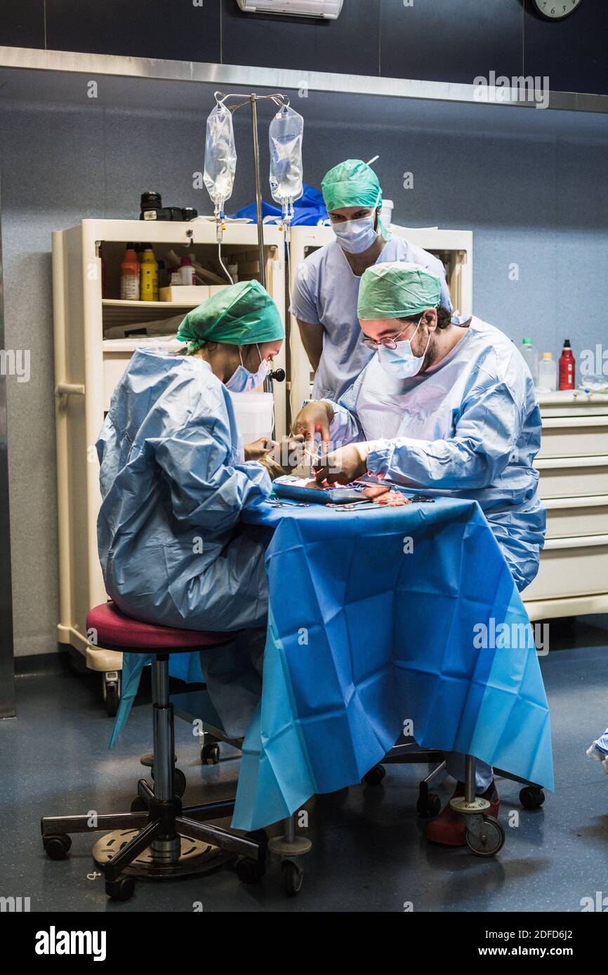 Kidney removal by laparoscopy from a living related donor, the surgeon ...