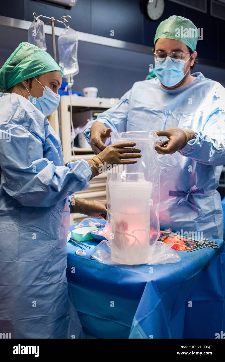 Kidney removal by laparoscopy from a living related donor, the surgeon ...