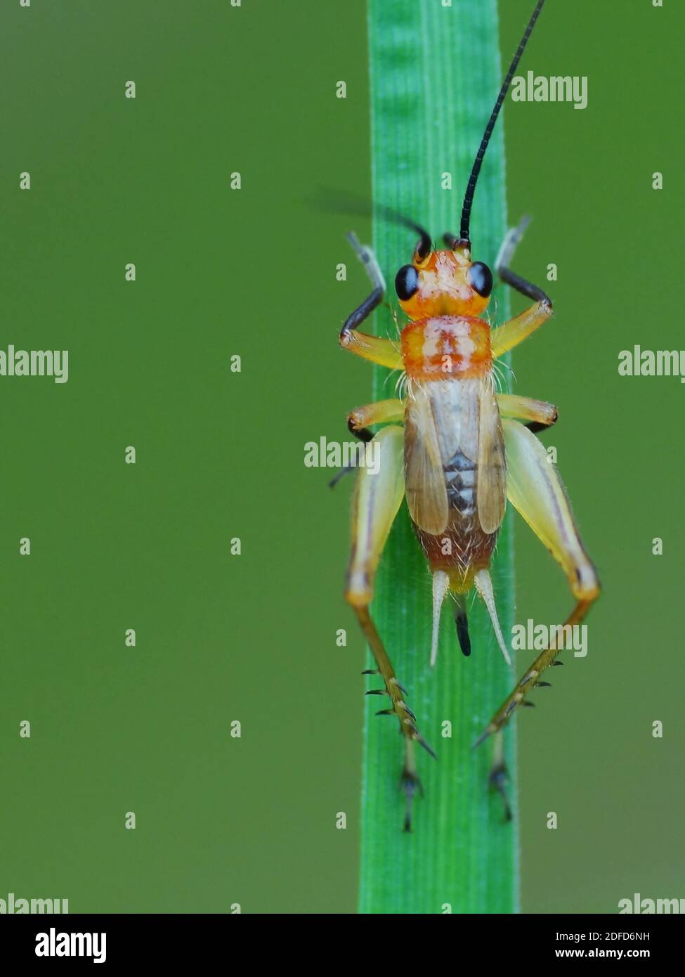 Insect activity in daily life Stock Photo - Alamy