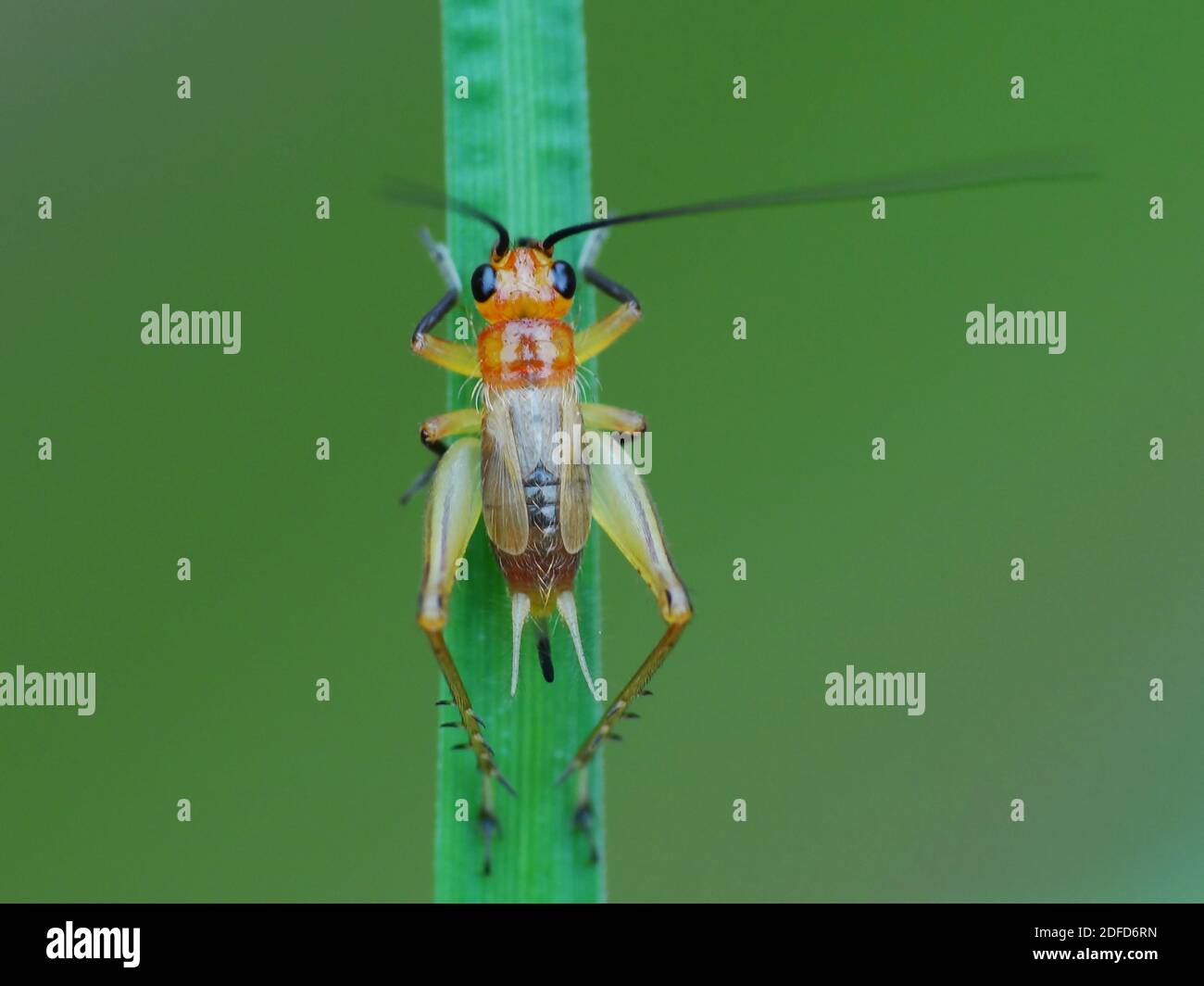 Insect activity in daily life Stock Photo - Alamy