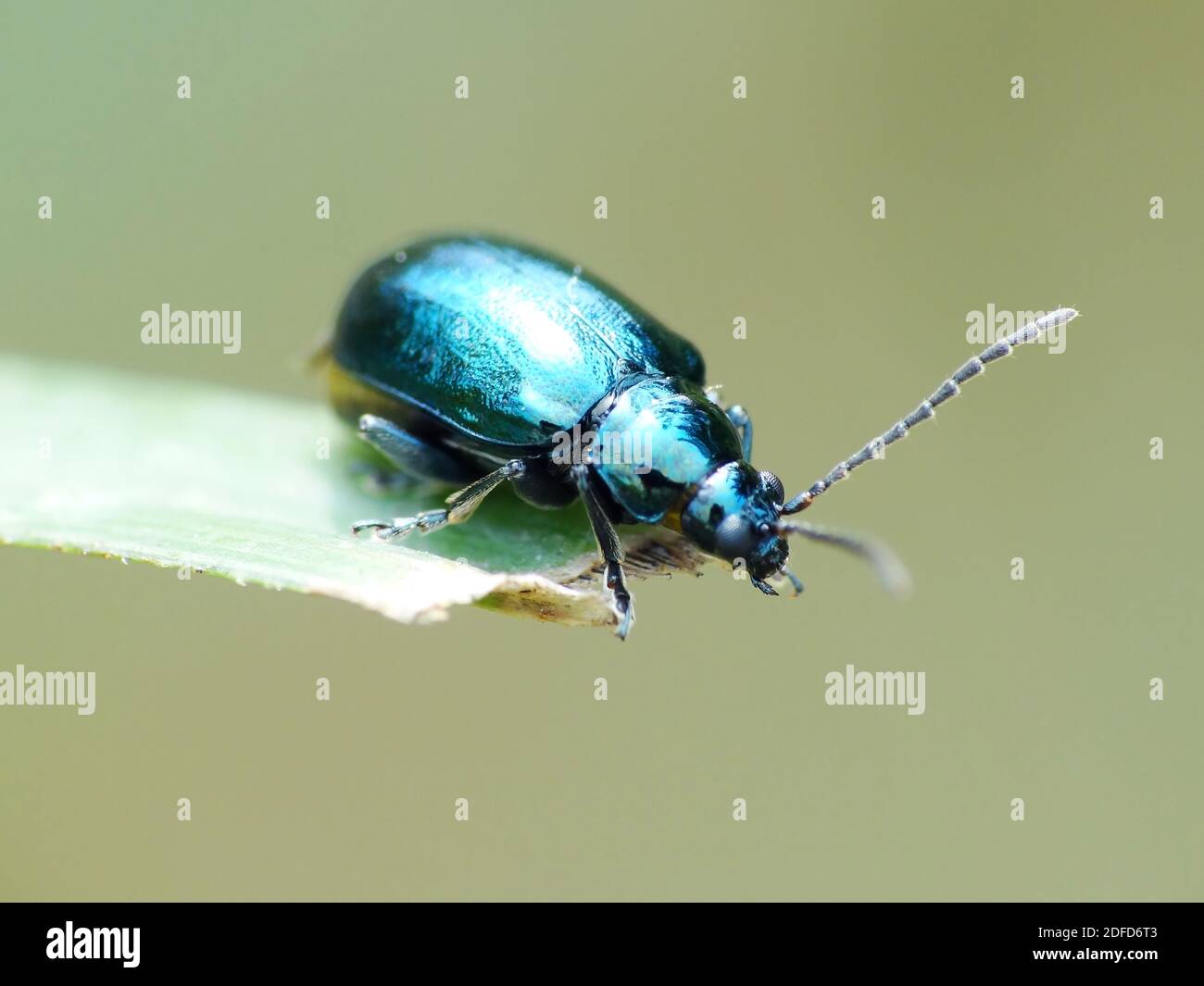 Insect activity in daily life Stock Photo - Alamy