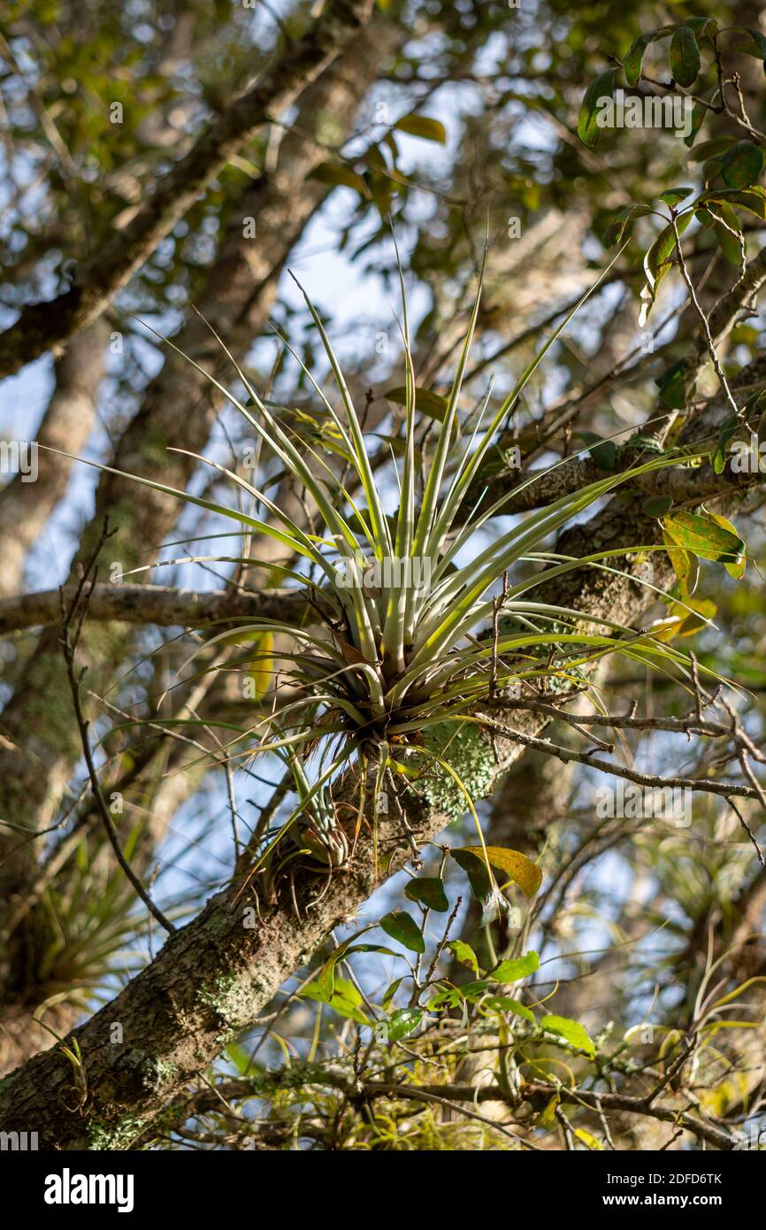Air plant growing on a tree in Big Cypress National Preserve Stock ...