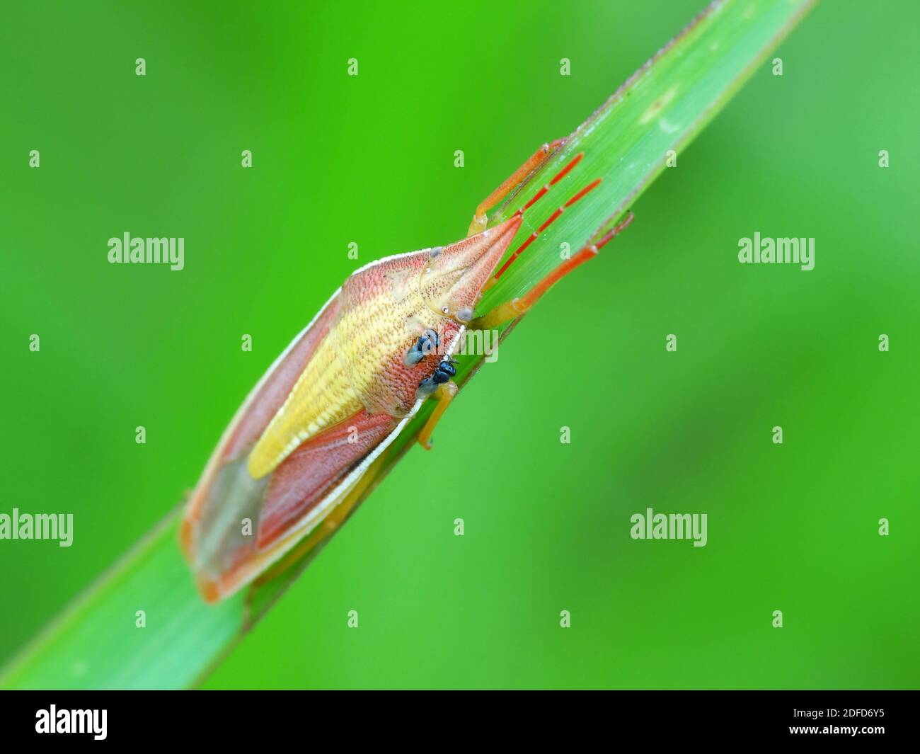 Insect activity in daily life Stock Photo - Alamy