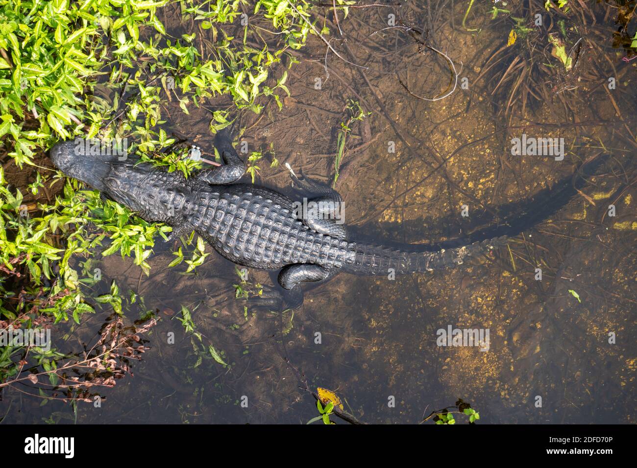 Large alligator viewed from above in Everglades National Park, Florida ...