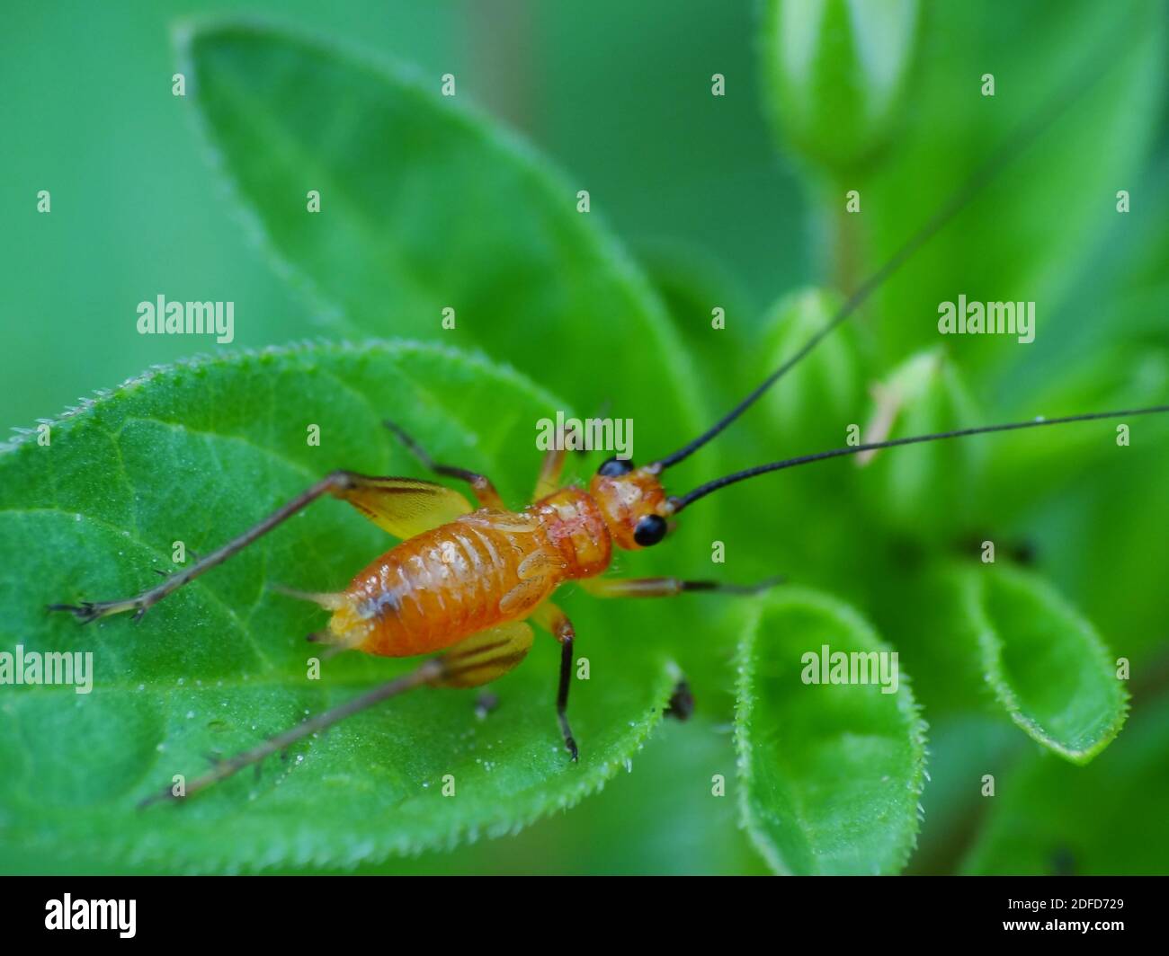 Insect activity in daily life Stock Photo - Alamy