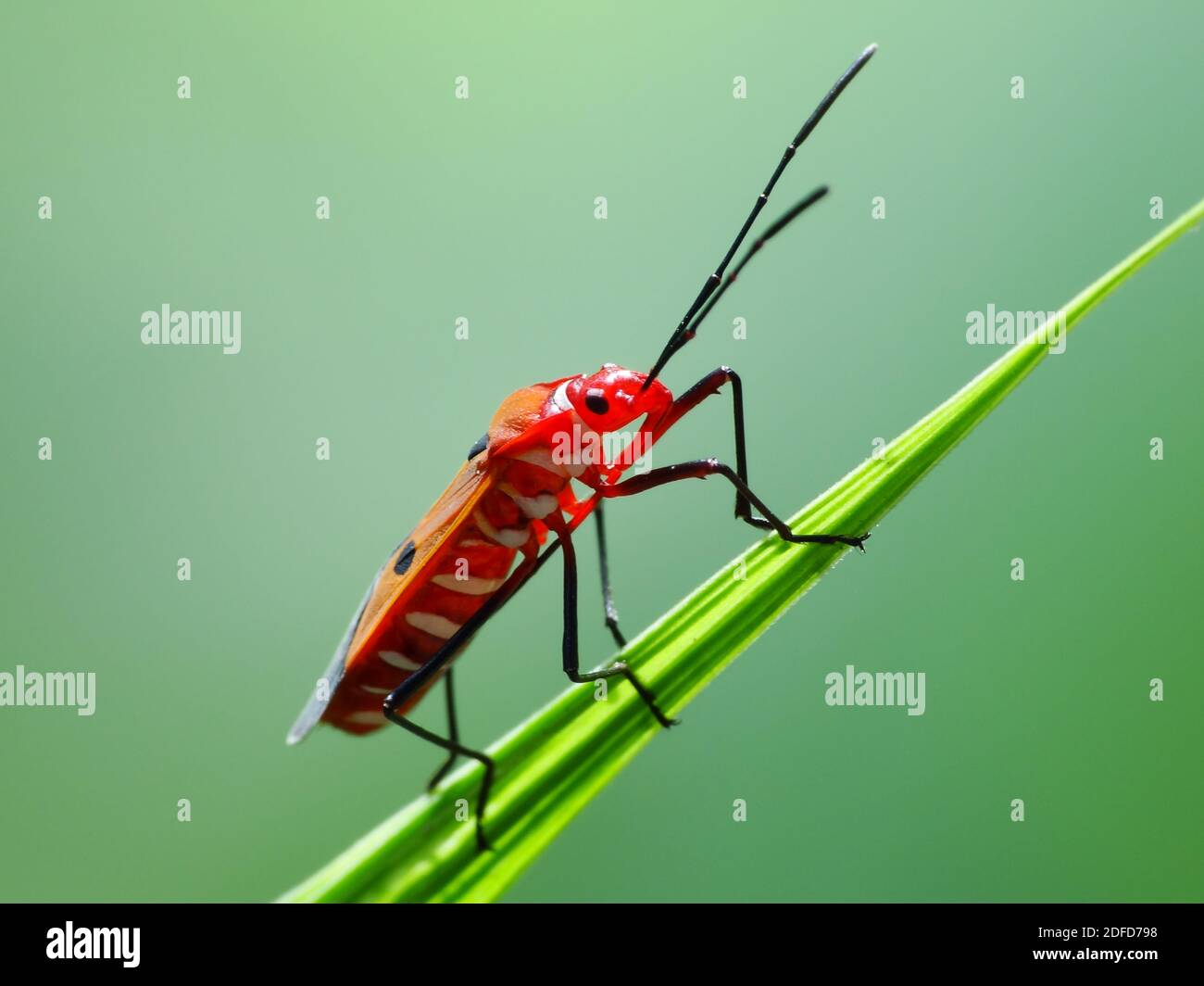 Insect activity in daily life Stock Photo - Alamy
