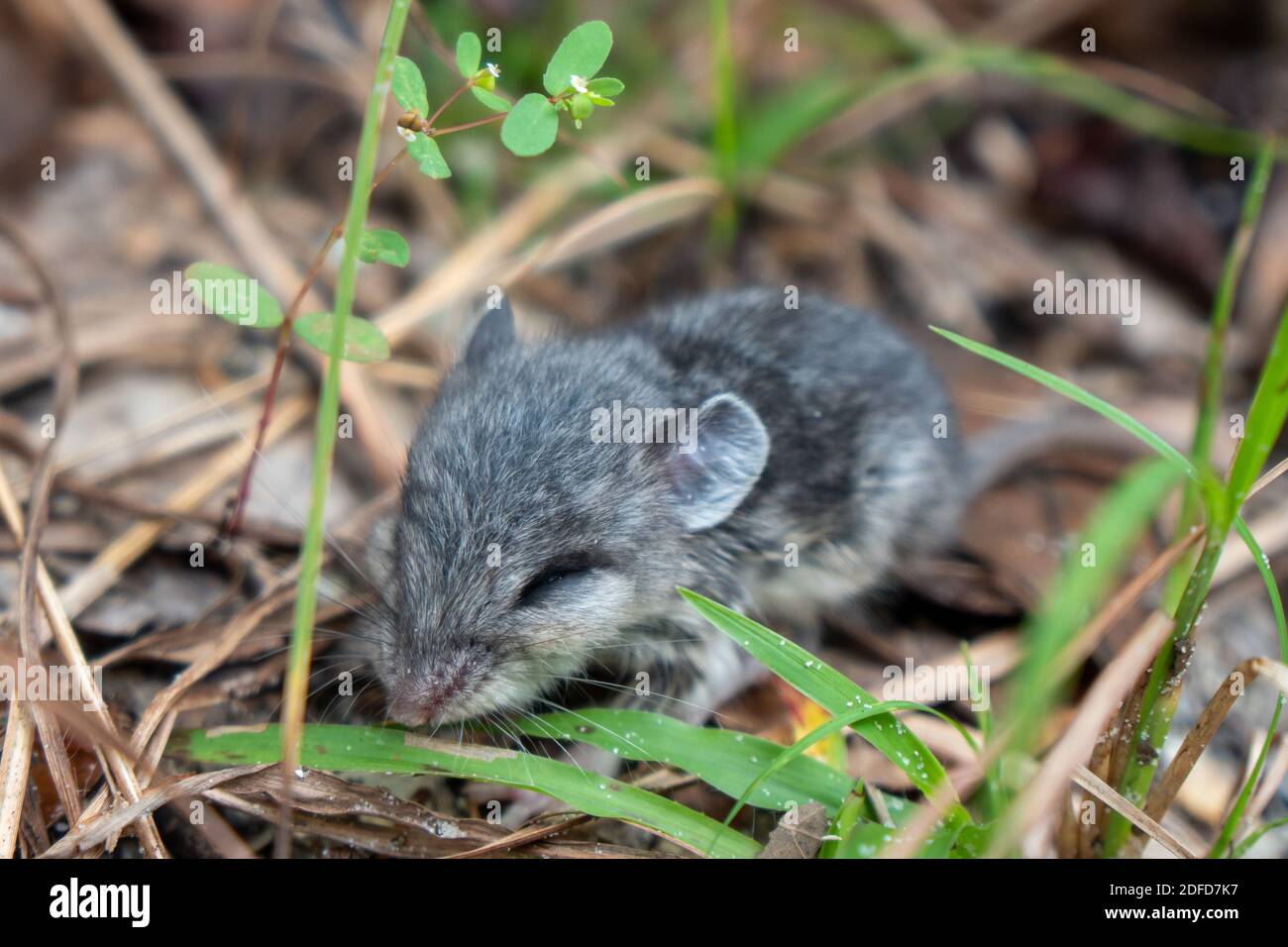 Baby rat hi-res stock photography and images - Alamy