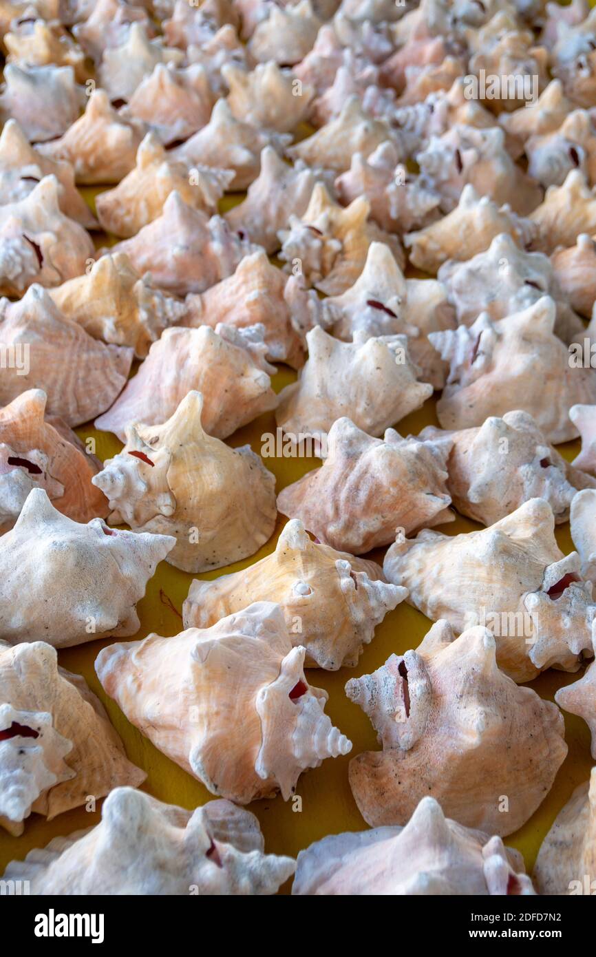 Conch shells of sale hi-res stock photography and images - Alamy