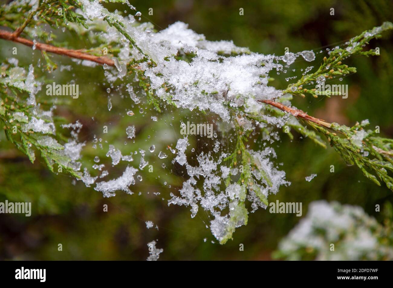 Branches with spider web hi-res stock photography and images - Alamy