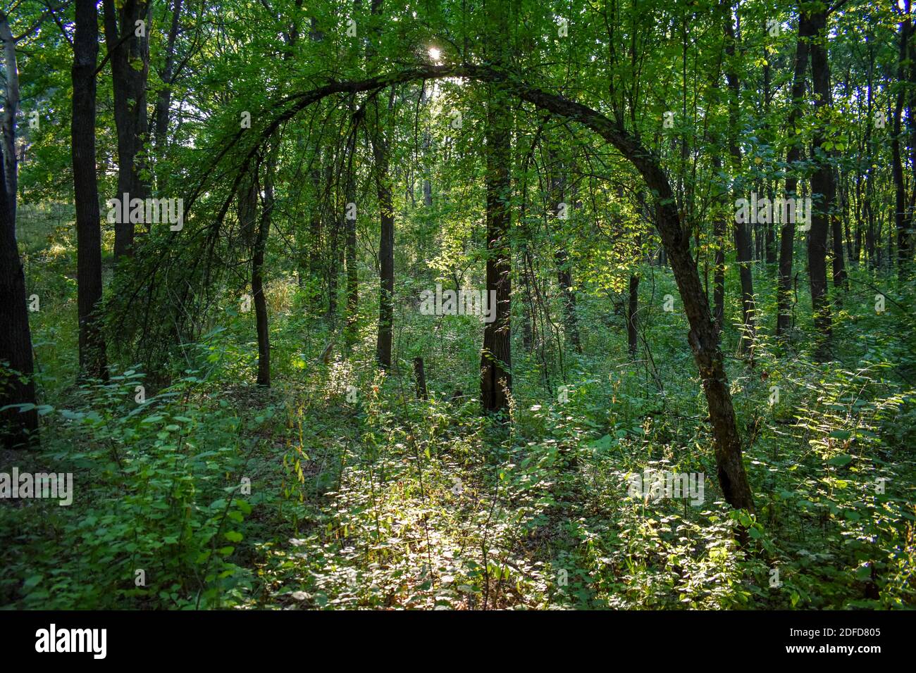 Arched trunk hi-res stock photography and images - Alamy