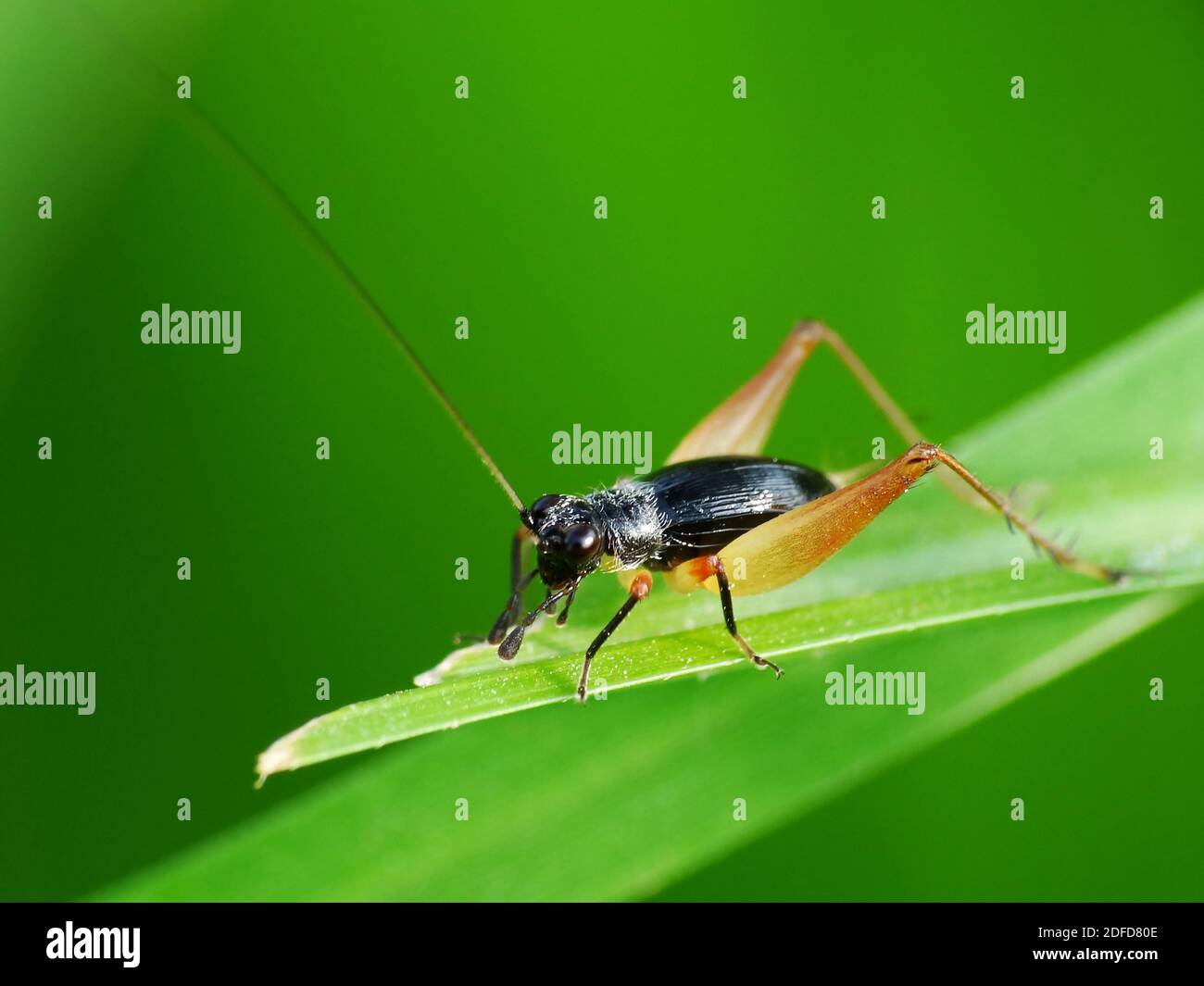 Insect activity in daily life Stock Photo - Alamy