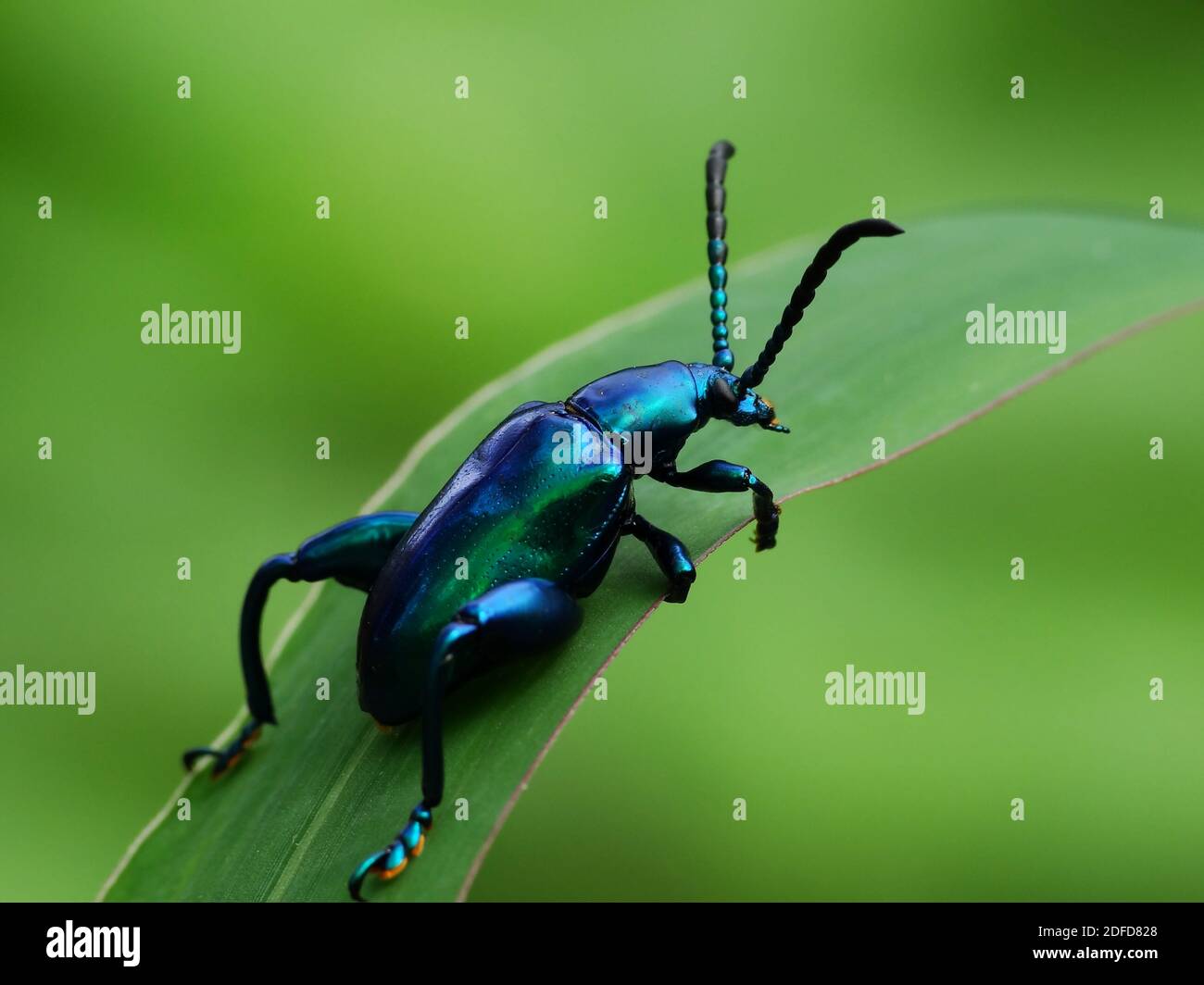 Insect activity in daily life Stock Photo - Alamy