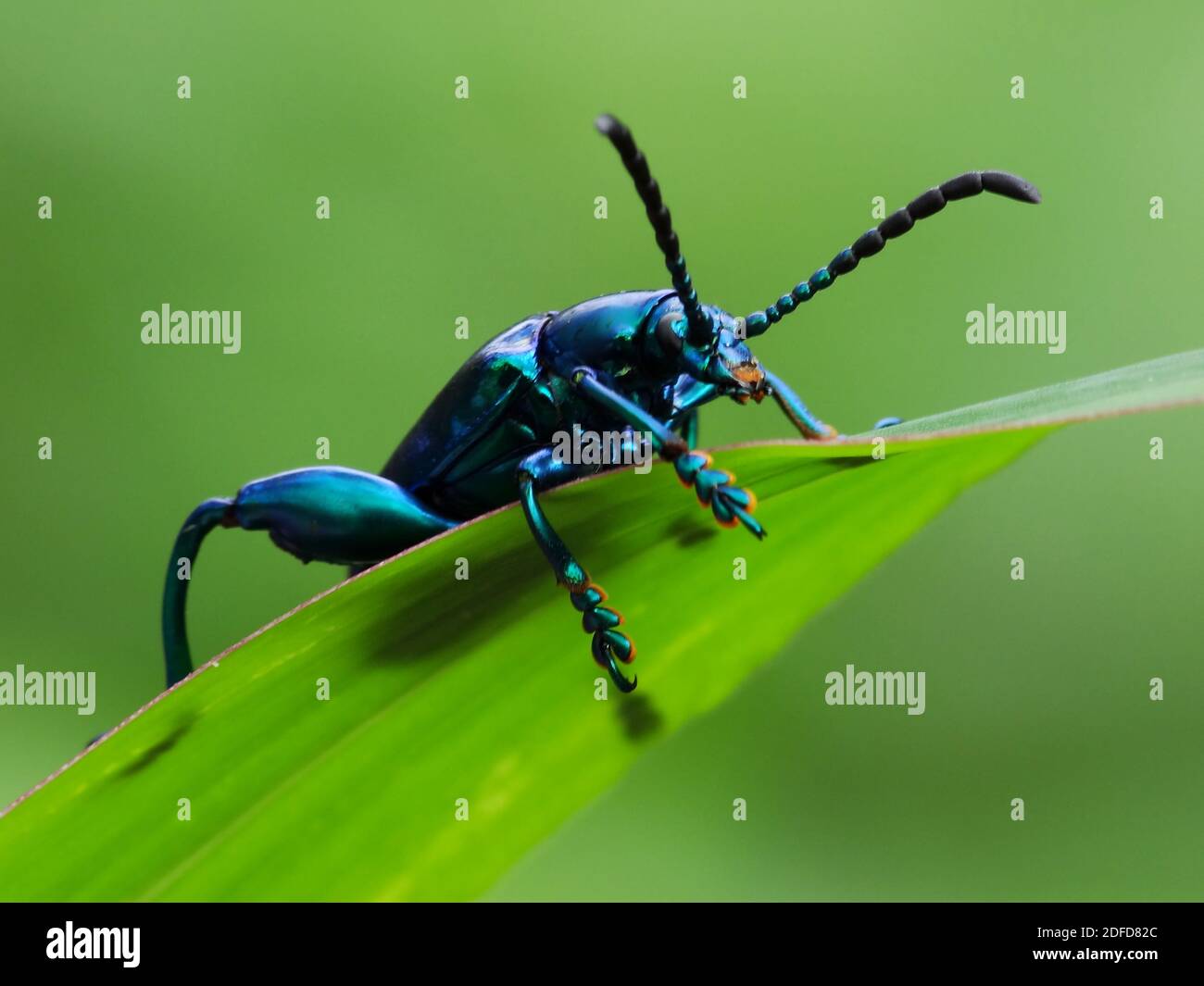Insect activity in daily life Stock Photo - Alamy