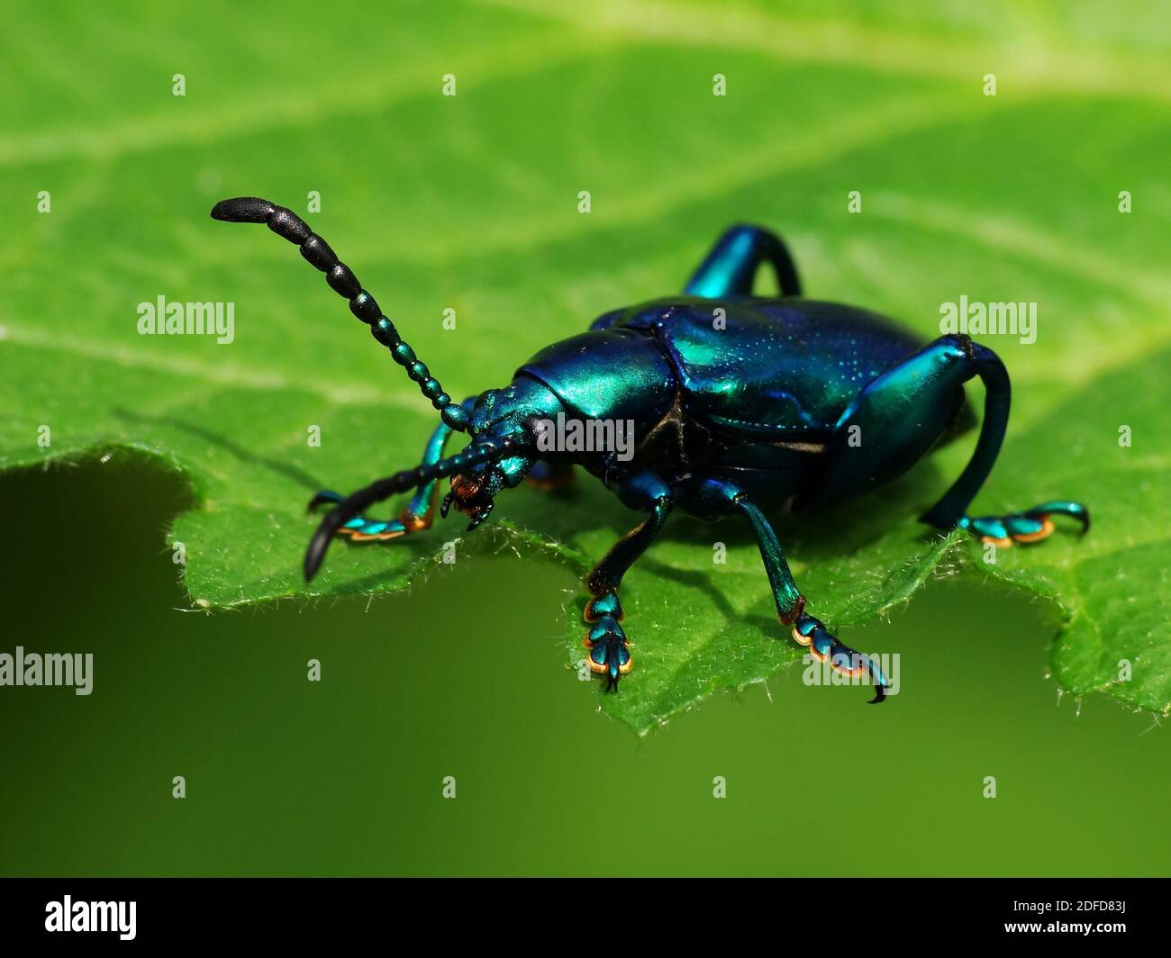 Insect activity in daily life Stock Photo - Alamy