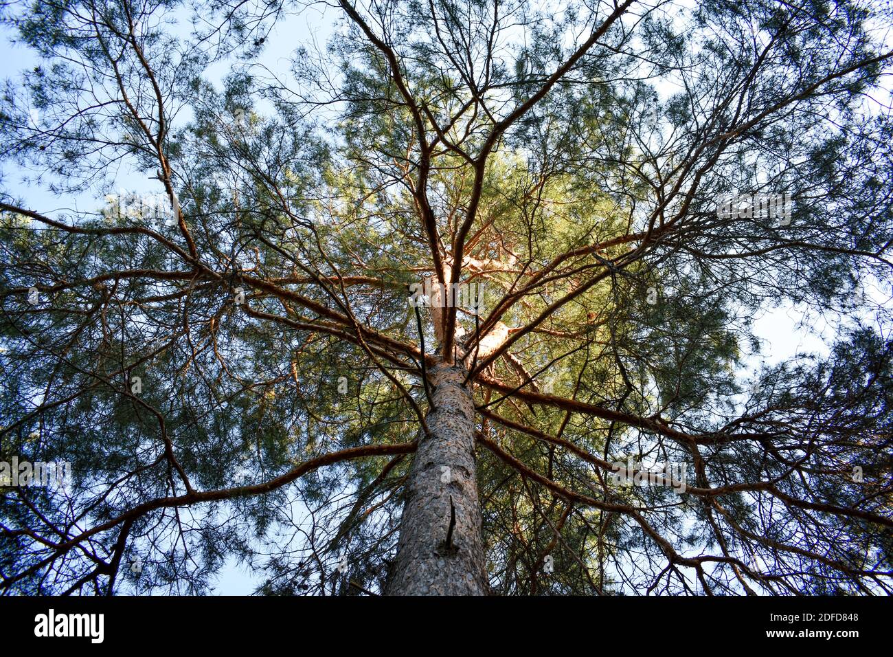 Sprawling woods hi-res stock photography and images - Alamy