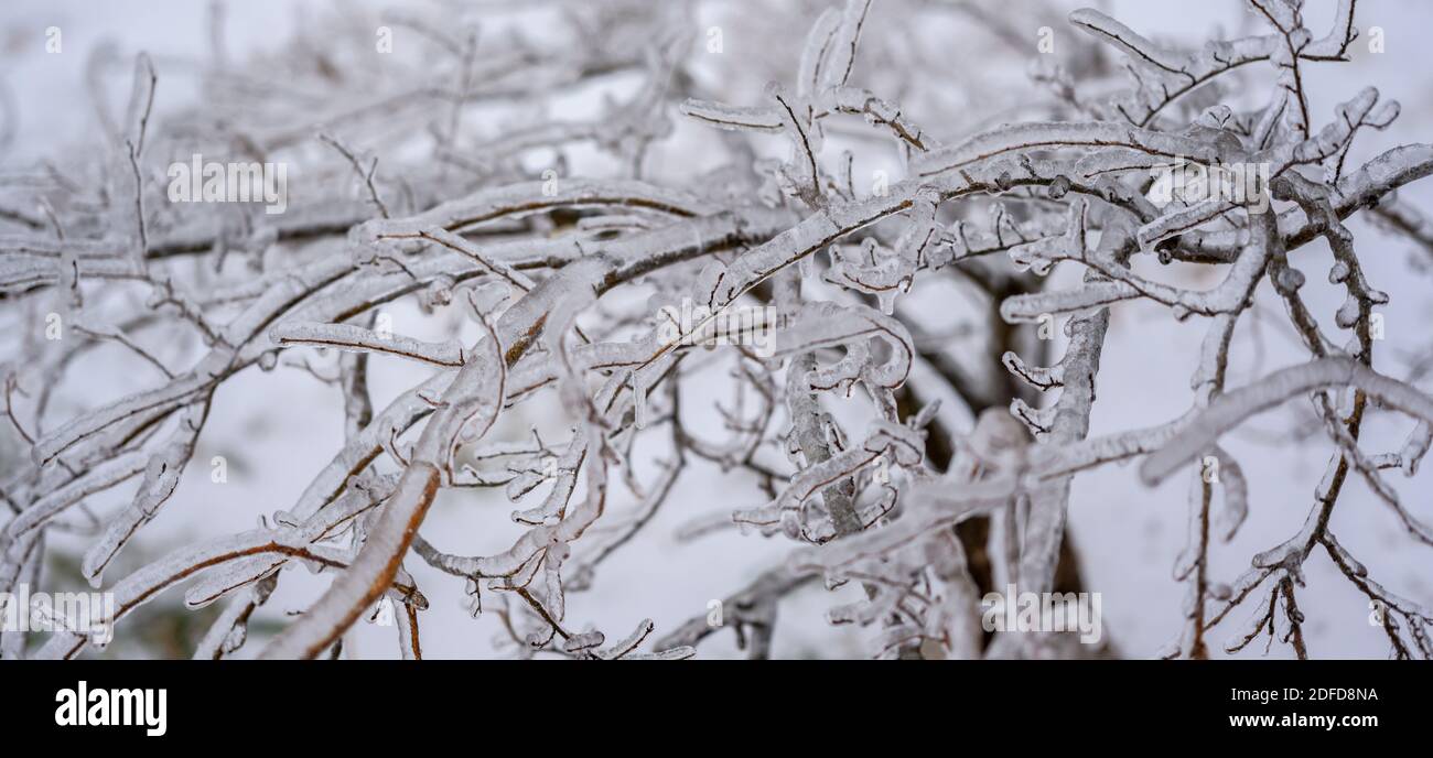 Trees are covered with a crust of ice after icy rain. Natural disaster ...
