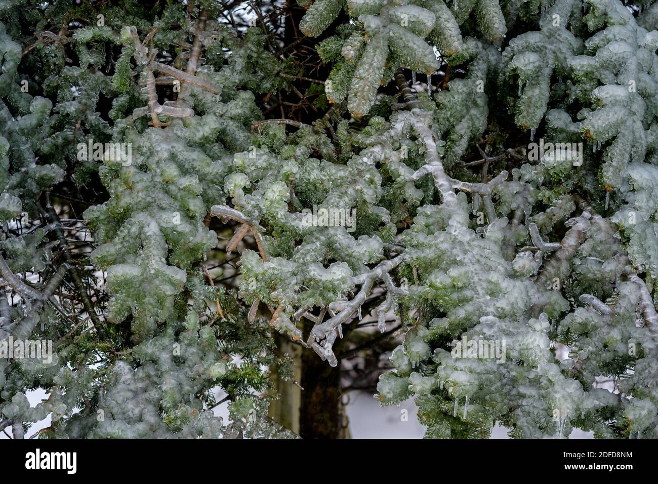 Trees are covered with a crust of ice after icy rain. Natural disaster ...