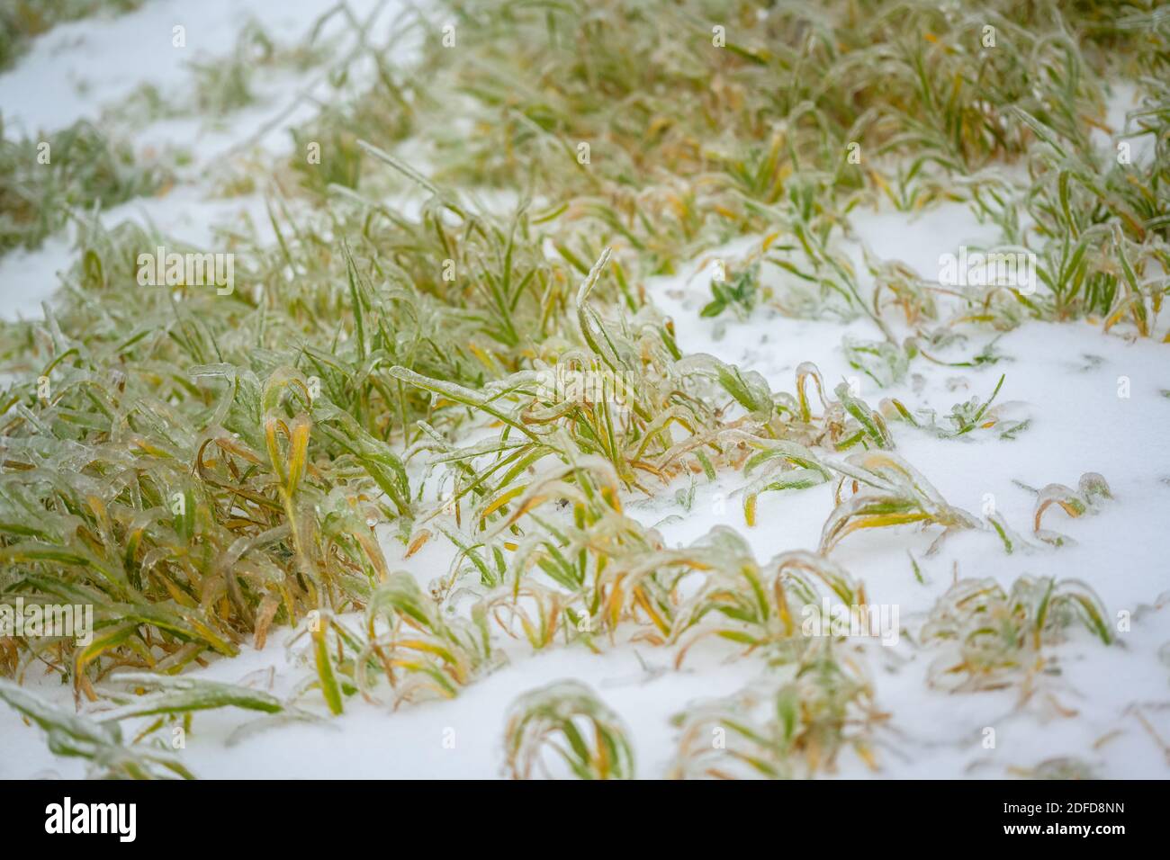 Grass are covered with a crust of ice after icy rain. Natural disaster ...