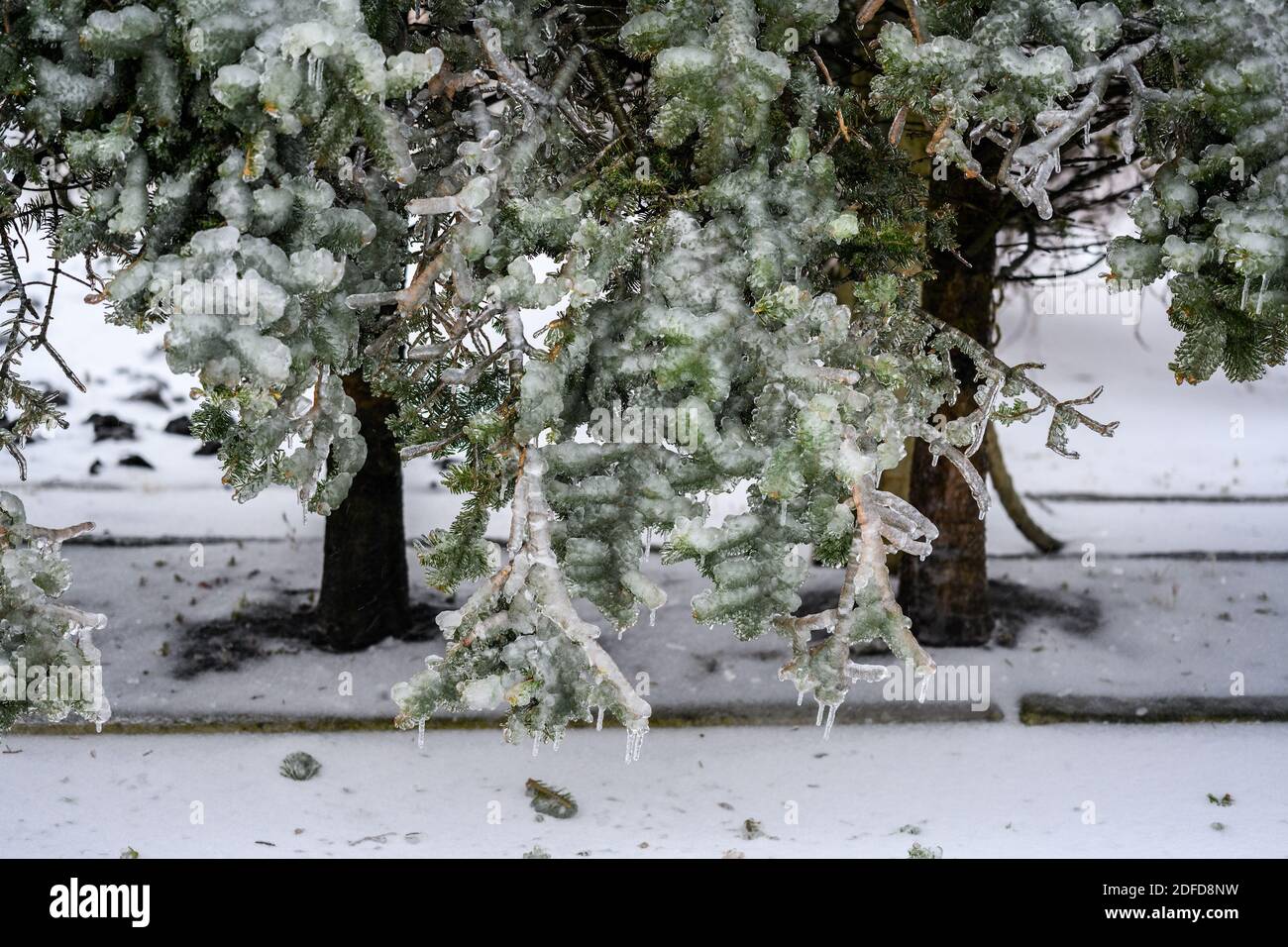 Trees are covered with a crust of ice after icy rain. Natural disaster ...