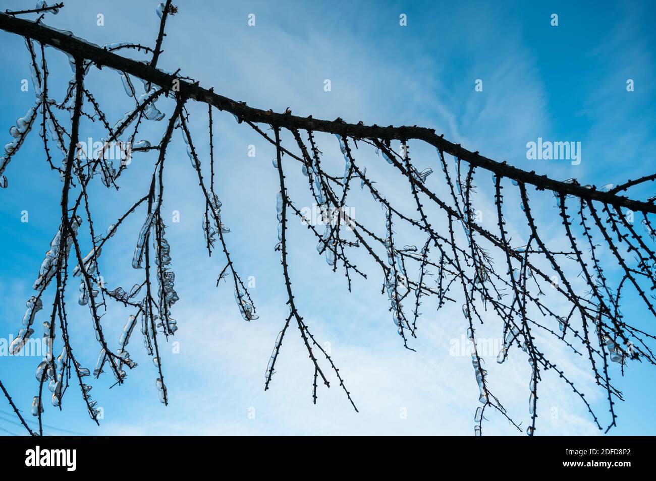 Trees are covered with a crust of ice after icy rain. Natural disaster ...