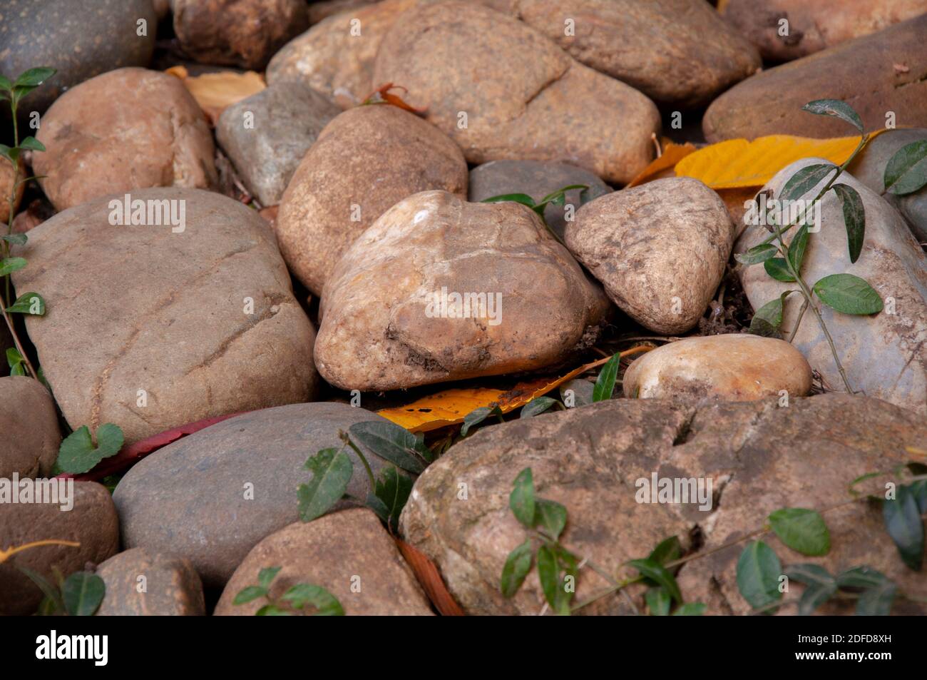 grass growing up through stones Stock Photo - Alamy