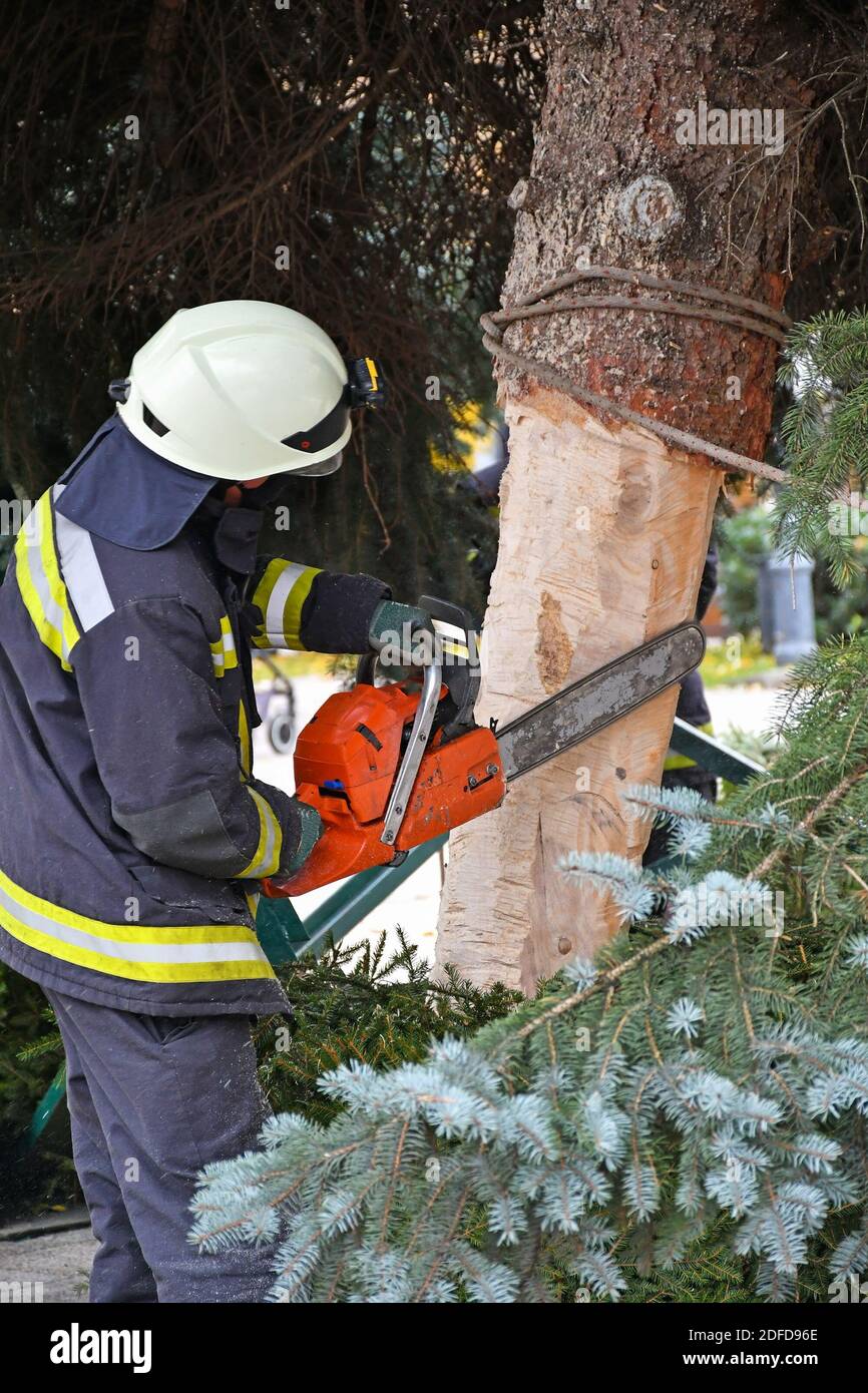 Firefighter cuts a pinetree with a chainsaw Stock Photo - Alamy