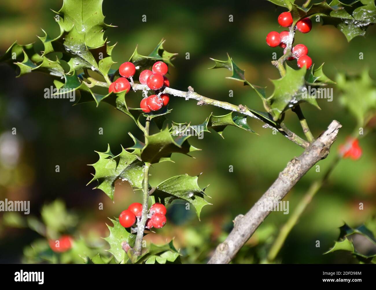 Holly berry in the woods autumn time Stock Photo - Alamy