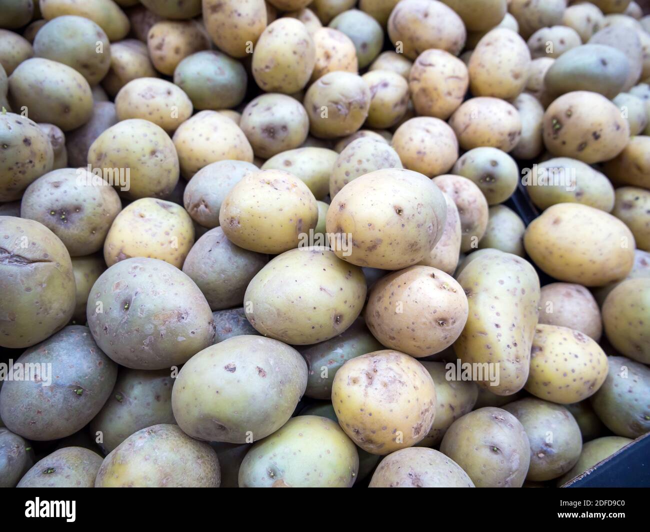 Fresh potato tubers are stored in bulk Stock Photo - Alamy