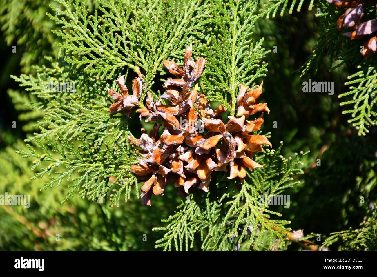 Fir tree seeds hi-res stock photography and images - Alamy