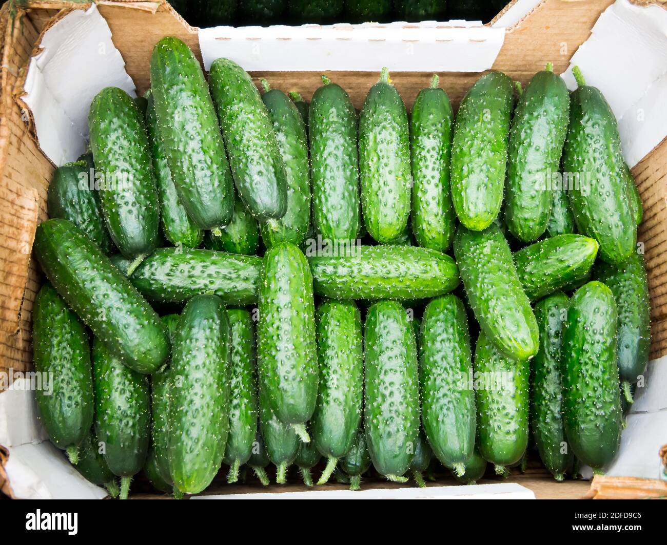 Cardboard box with fresh cucumbers of the new crop Stock Photo - Alamy