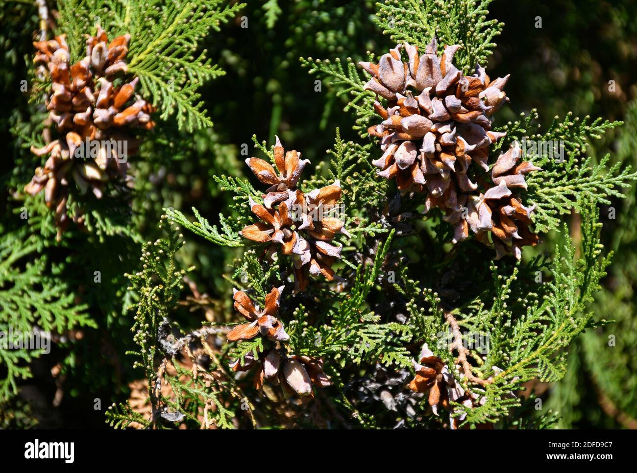 Fir tree seeds hi-res stock photography and images - Alamy