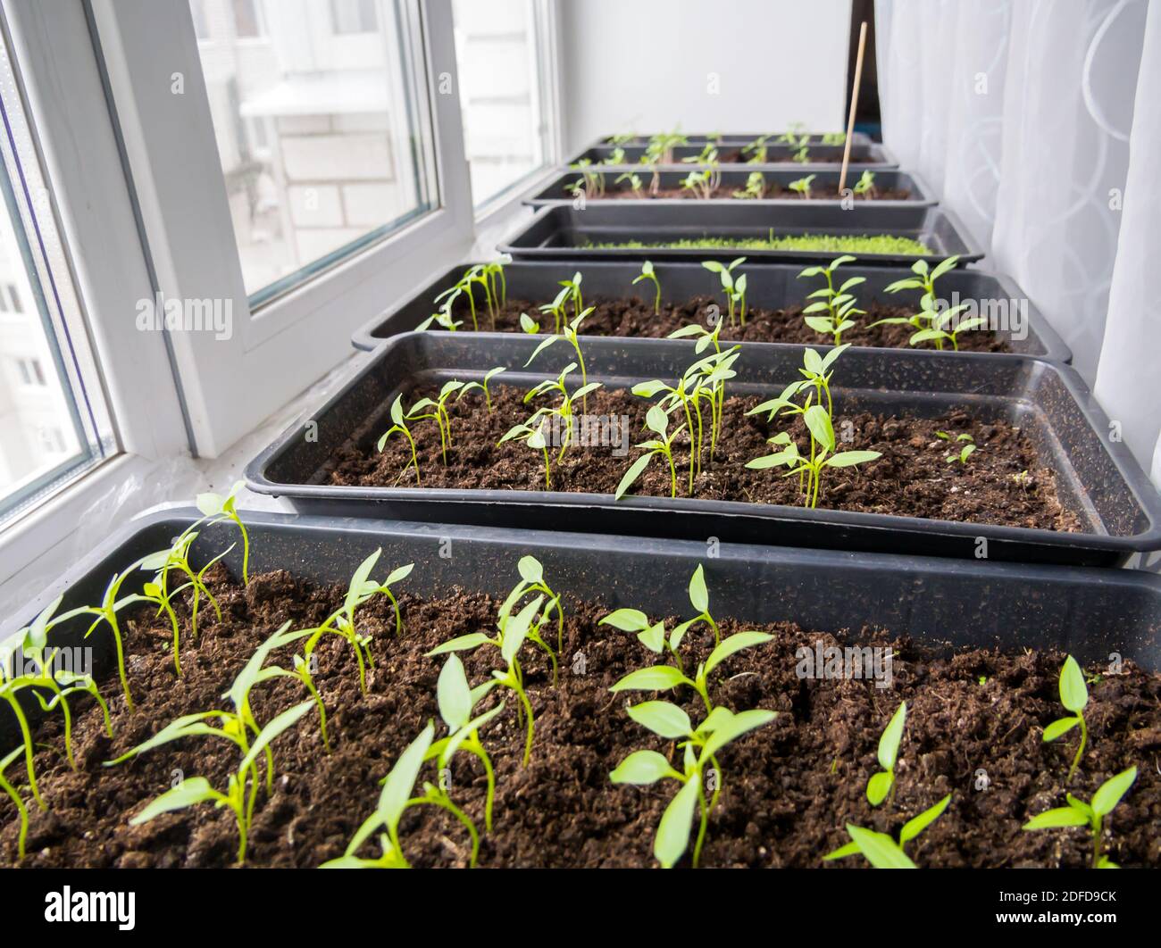 Using the windowsill as a greenhouse for plants Stock Photo - Alamy