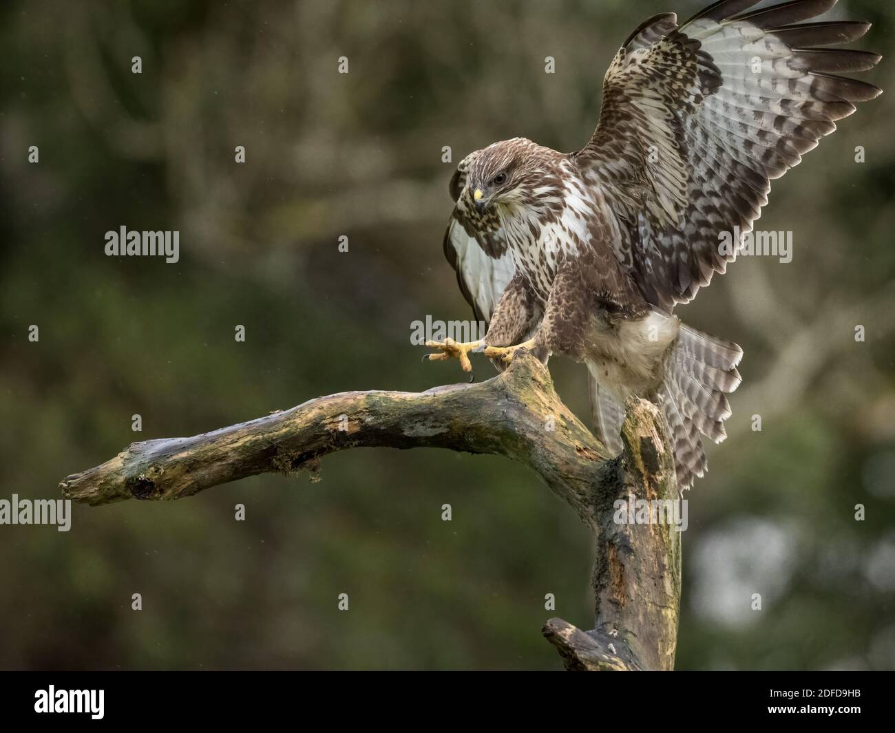 A young common buzzard in mid Wales Stock Photo - Alamy