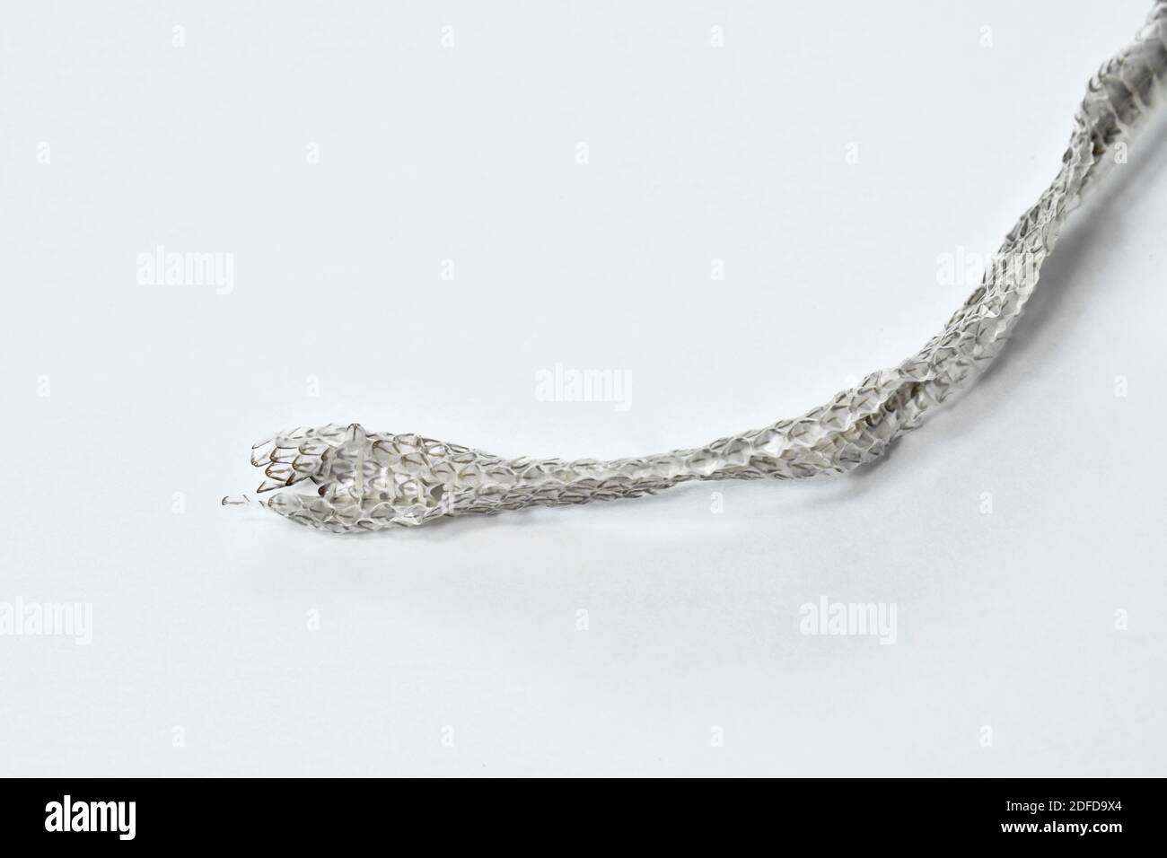 snake slough skin on white background Stock Photo - Alamy
