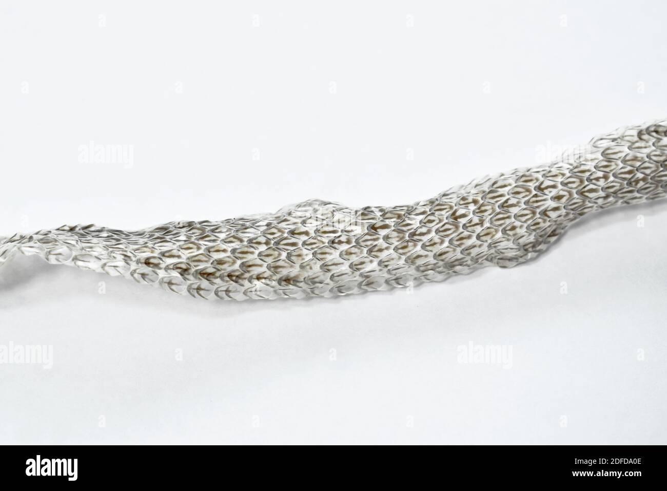 snake slough skin on white background Stock Photo - Alamy