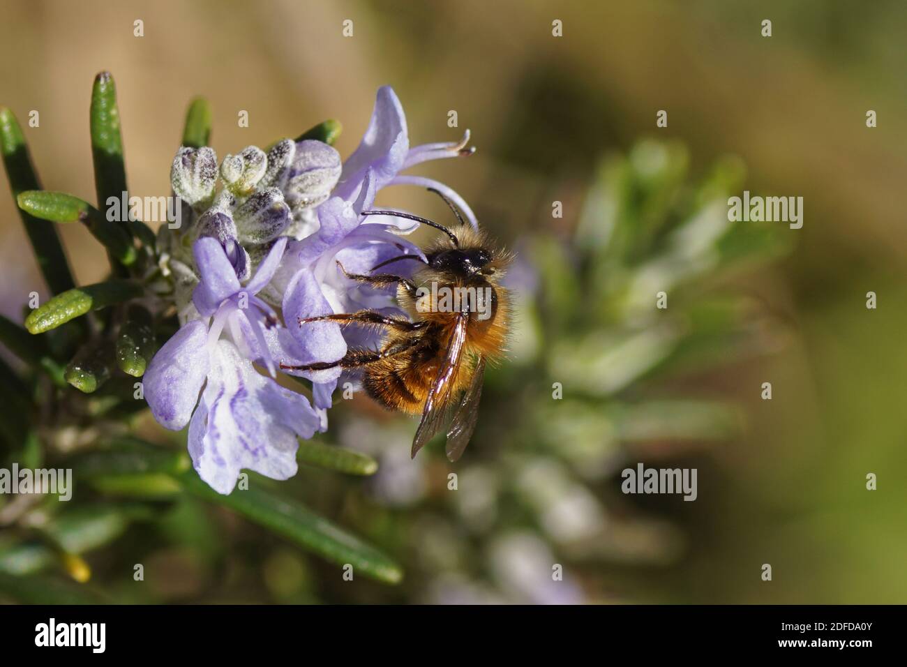 Red mason bee (Osmia bicornis), family Megachilidae on flowers of ...