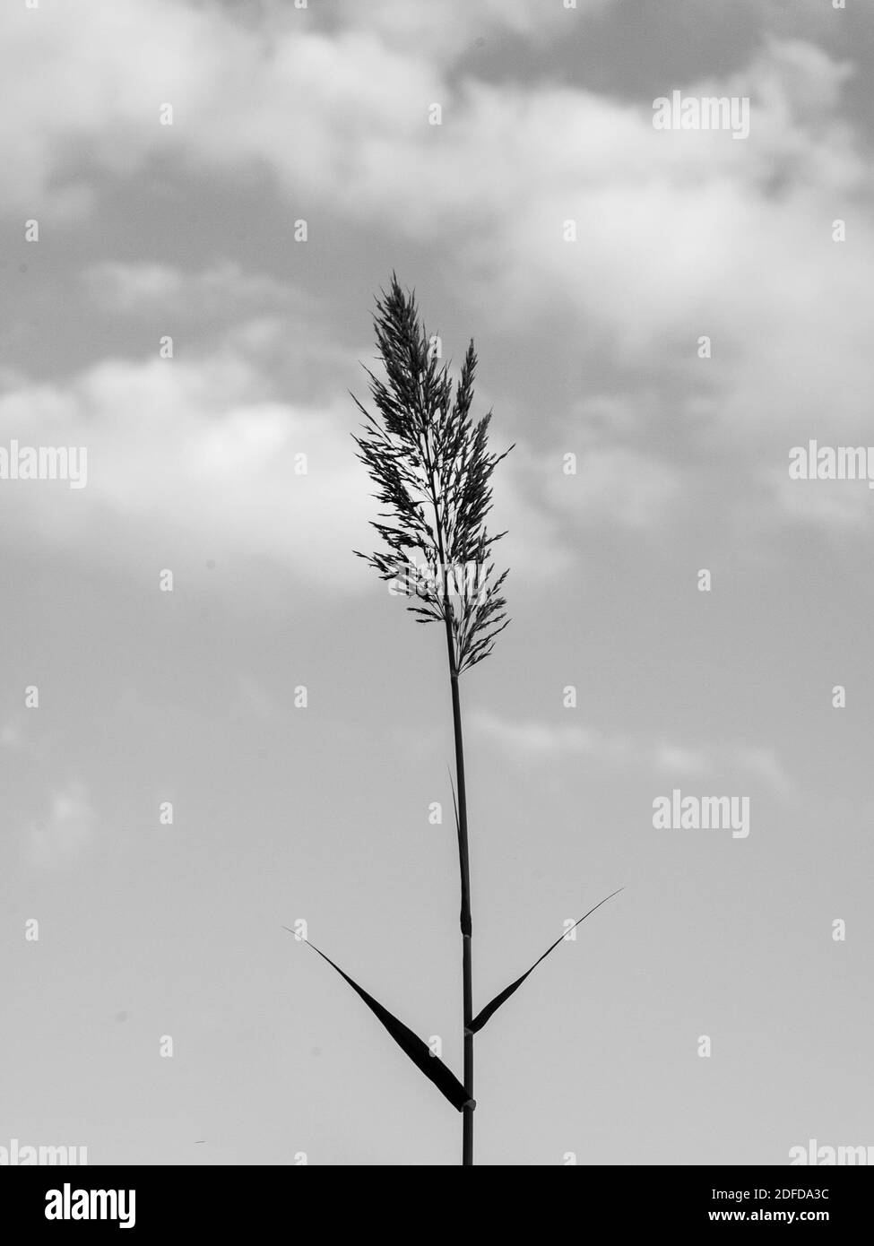 Alone in nature hi-res stock photography and images - Alamy