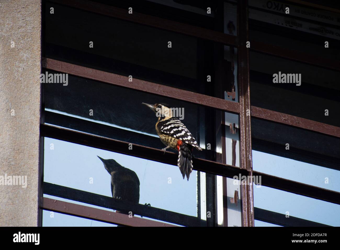 a woodpecker is playing with his own reflection on a glass window Stock ...