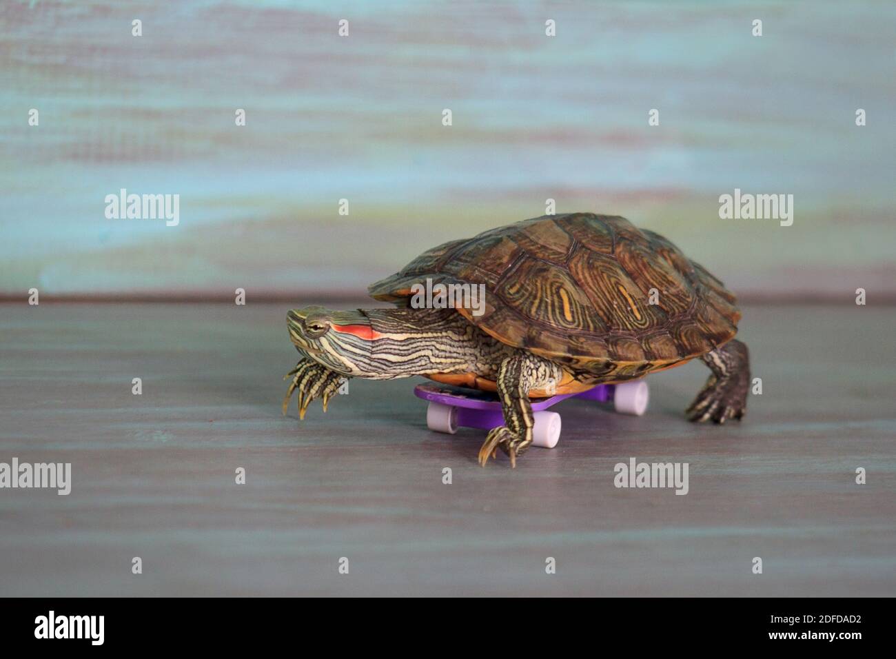 Manual turtle is riding a skateboard. Pet animals Stock Photo - Alamy