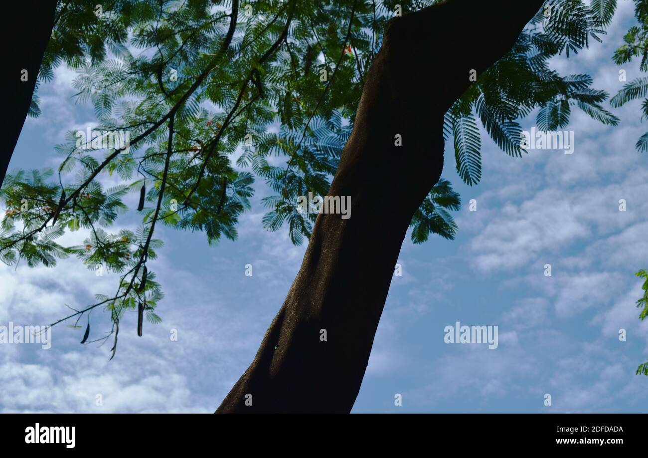 big tree trunk with bright sky background on summer day Stock Photo - Alamy