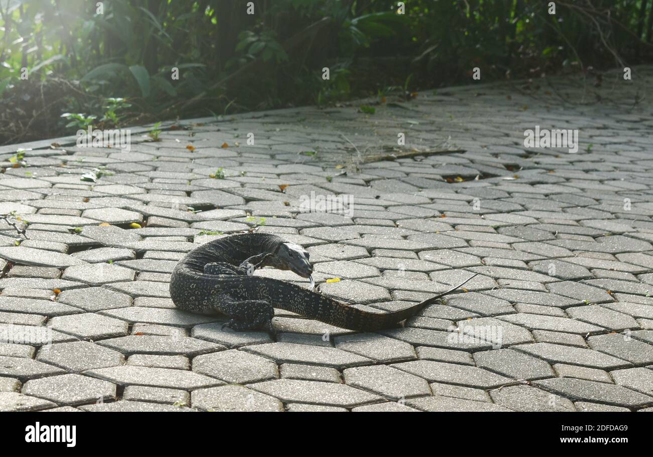 water monitor lizard or Varanus salvator walking on footpath in park ...